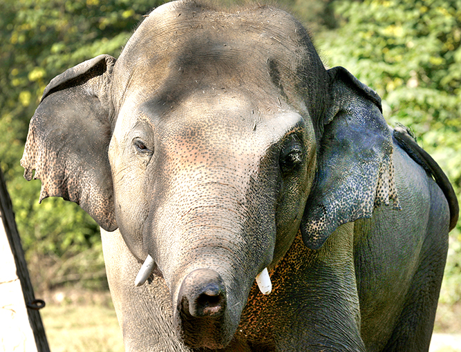 Cher in Pakistan for resettlement of ‘loneliest elephant’ | News ...